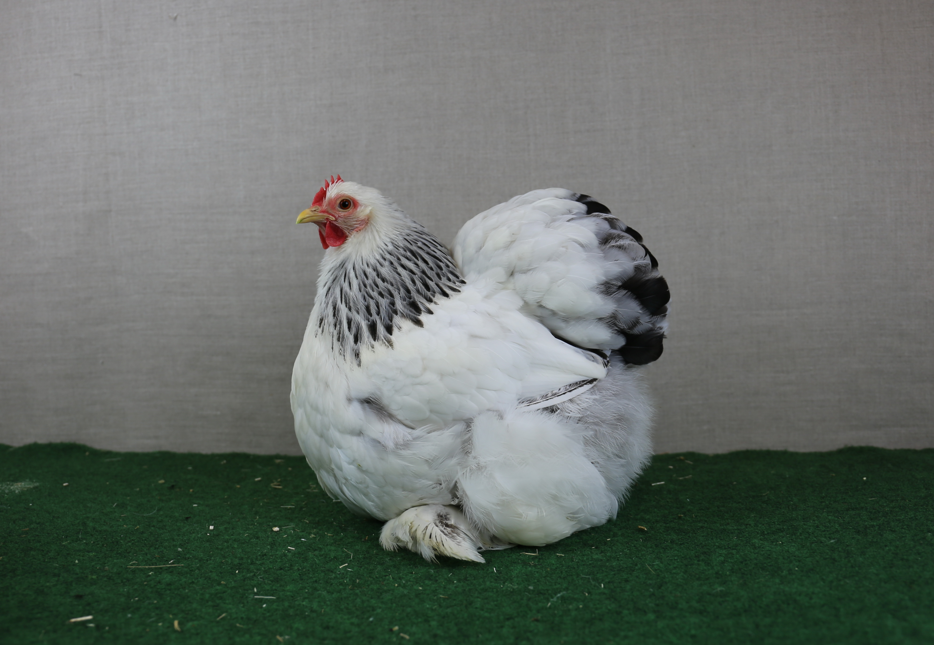 ISV zur Erhaltung der Zwerg Cochin - Zwerg Cochin